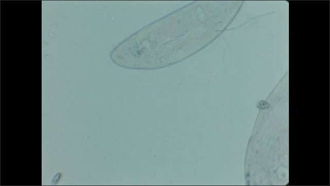 1960s: Teacher places slide under microscope, and speaks into camera ...
