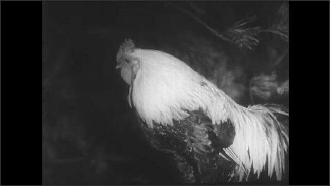 1950s: Fox looks around, rooster crows. – Archival Footage