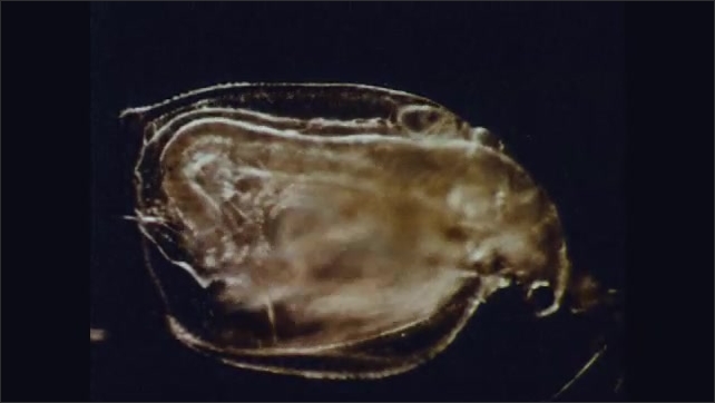 1960s: UNITED STATES: water fleas under microscope. Daphnia under ...