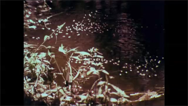 1950s: Fields. Bugs on surface of water. Stream. Trees. – Archival Footage