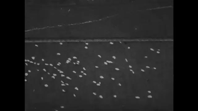 Germany 1940s: Paratrooper unlatches parachute gear and runs towards ...