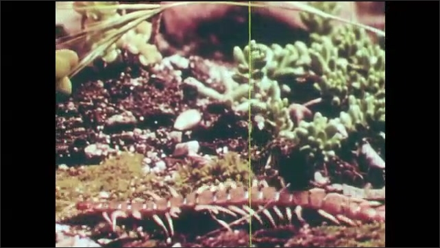 1960s: Grasshopper. Preying Mantis. Centipede crawls on ground. Diagram ...