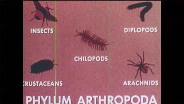 1960s: Millipede crawls on ground. Diagram of Phylum Arthropoda ...