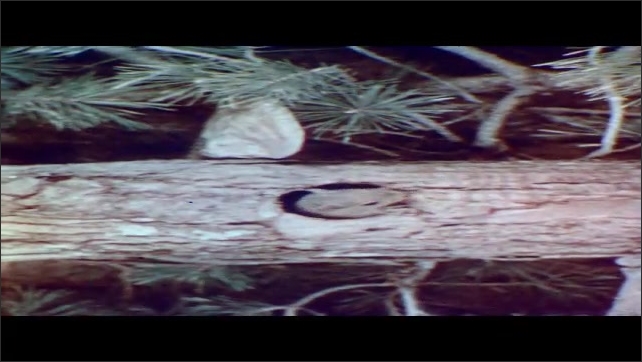 1960s: Bunny hops around on ground. Squirrels poke heads out of hole in ...