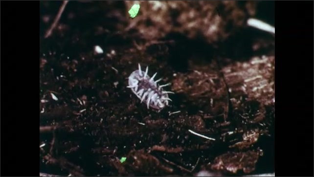 1940s: Views of stuffed passenger pigeons. Insect crawling. Hand flips ...
