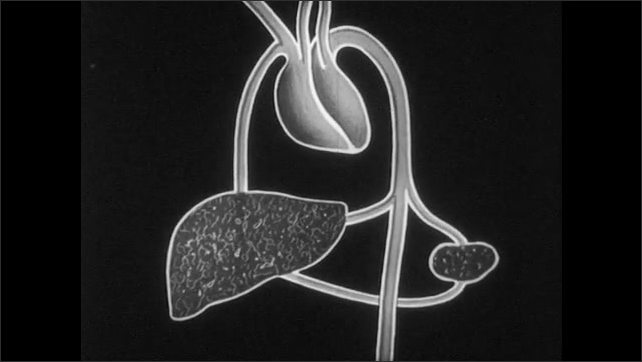 1950s: UNITED STATES: drawing of bacteria in blood stream. Diagram of ...