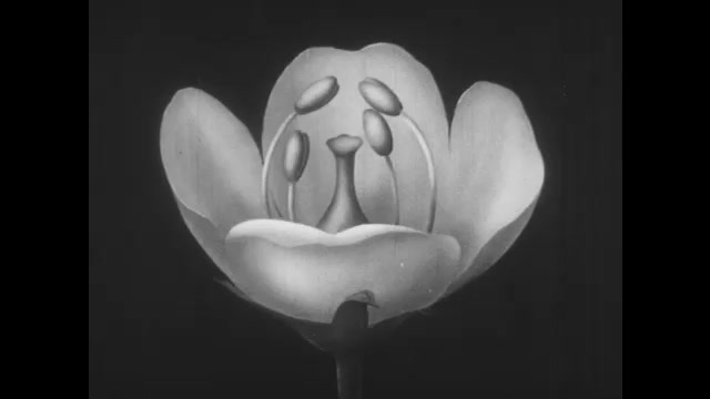 1950s: Animation of plant diagram that explains plant reproduction ...