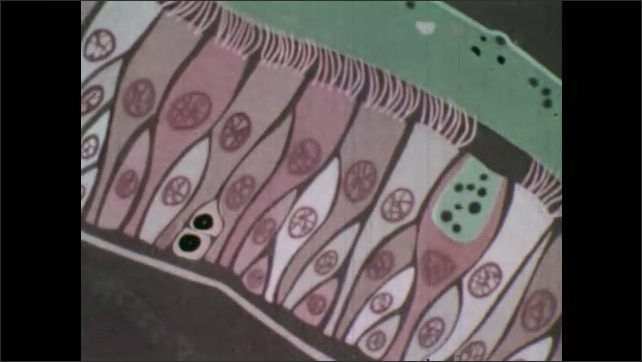 1960s: Animation of smoke entering cross-section of lungs. Animated ...