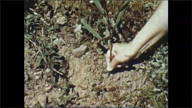 1950s: Green plant with leaves. Hand pulls plant from soil to reveal ...
