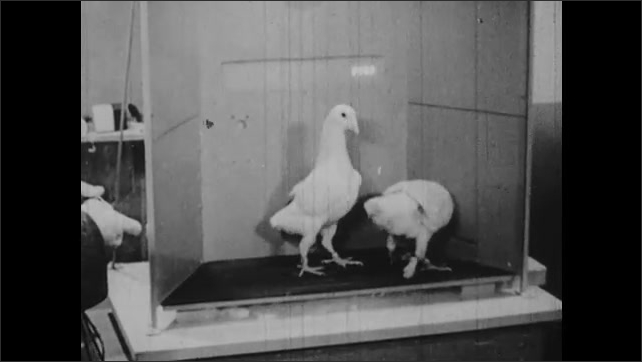1950s: Pigeons in cage, pigeon attacks other pigeon, eats from slot ...