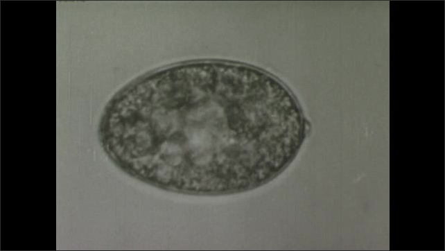 1940s: Morphology of tapeworm egg under microscope: operculum, knob ...
