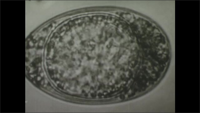 1940s: Morphology of tapeworm egg under microscope, developing embryo ...