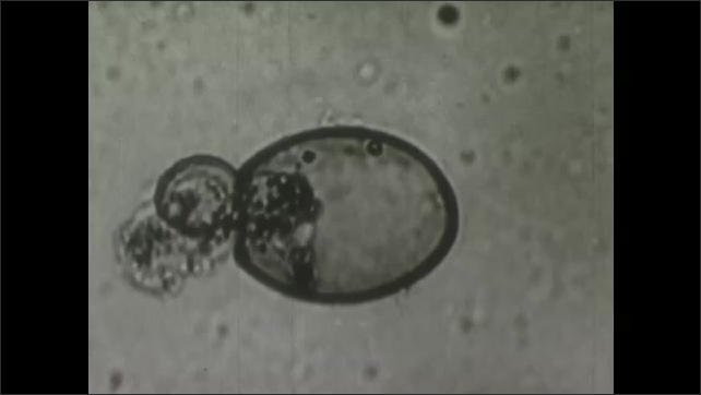 1940s: Tapeworm egg under microscope hatches, operculum opens, embryo ...