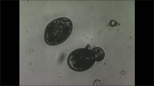 1940s: Tapeworm egg under microscope hatches, operculum opens, embryo ...
