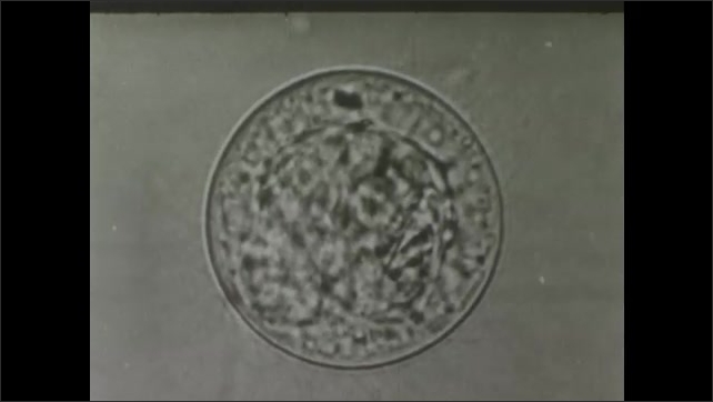 1940s: Under microscope, cilia move on surface of spherical tapeworm ...