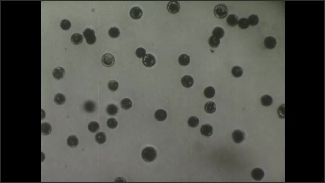 1940s: Under microscope, many tapeworm coricidia float, some spin ...