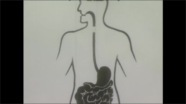 1940s: Diagram of person with digestive tract indicated, arrow travels ...