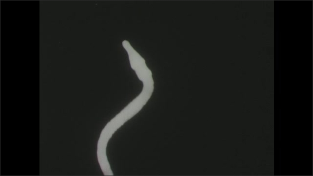 1940s: Tapeworm in strobila stage, scolex expands and contracts ...
