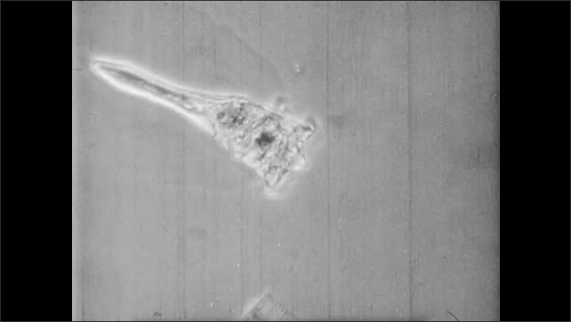 1950s: UNITED STATES: animals in water sample. Animals seen through ...