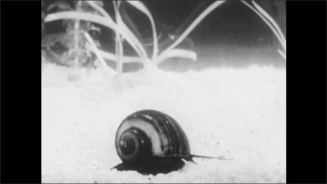 1950s: UNITED STATES: water snail moves slowly along gravel on tank ...