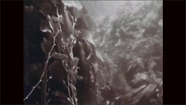 1950s: Underwater behind view of scuba diver swimming. View of kelp ...