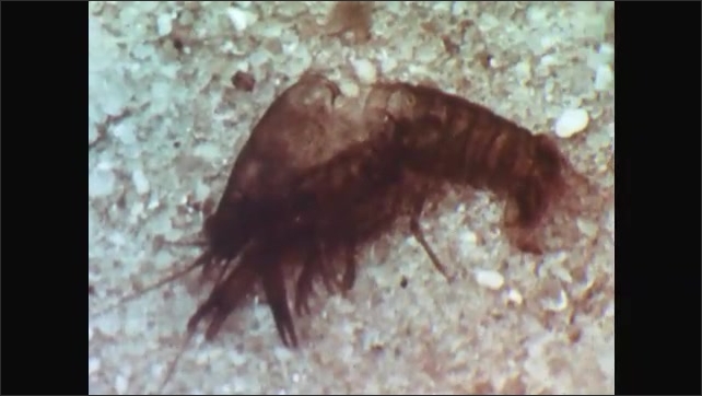 1960s: UNITED STATES: crayfish during molting process. Lobster view ...