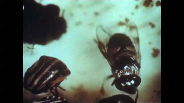 1960s: Bottom half of pitcher plant. Insect moving inside pitcher plant ...