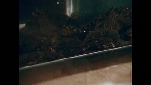 1970s: Man looks through microscope at fiber. Toadfish in tank. Man ...