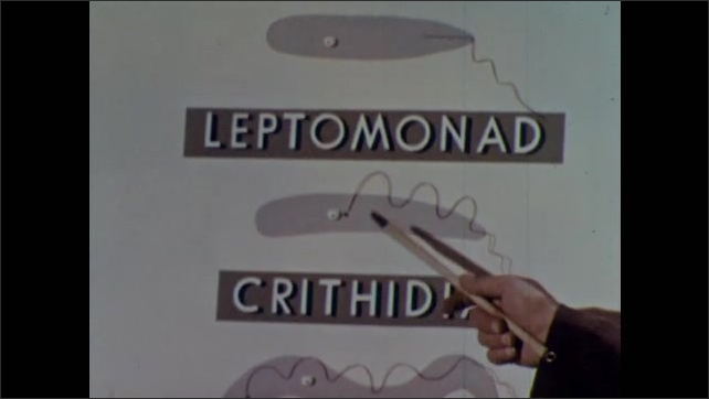 1960s: UNITED STATES: drawing of Leptomonad, Crithidia, and Trypanosome ...