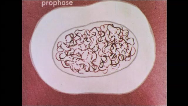 1960s: Animated cell. Chromosomes expand and disappear until few remain ...