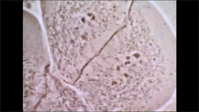 1960s: Chromosomes move to opposite ends of cell. Cell plate forms ...