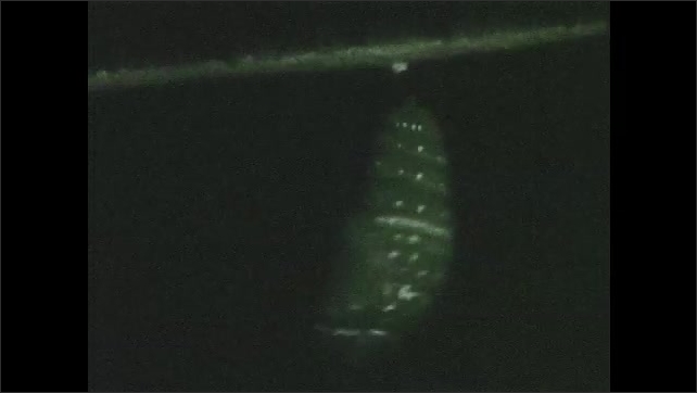 1960s: Monarch chrysalis forms and develops. – Archival Footage