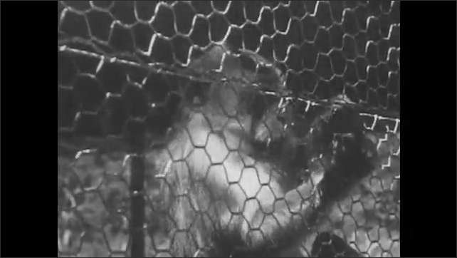 1950s: UNITED STATES: monkey climbs on chicken wire. Monkey gets hand ...