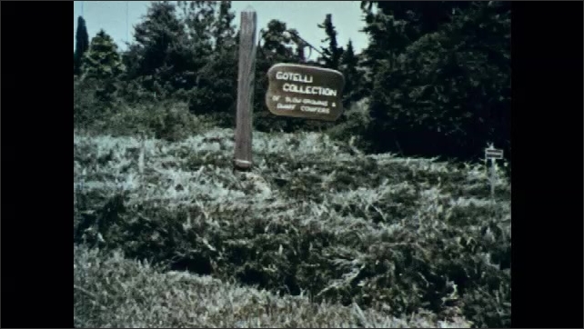 1960s: Conifer forest at the arboretum. Sign for Gotelli Collection at ...