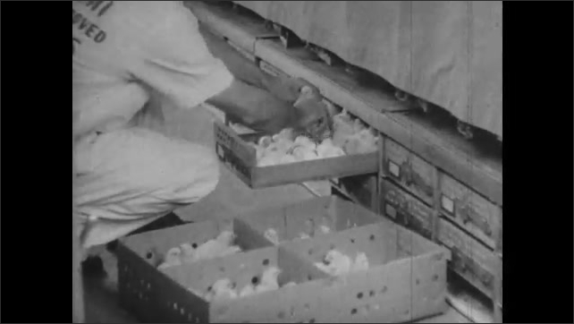 1950s: Man removes baby chicks from incubator trays and places them ...