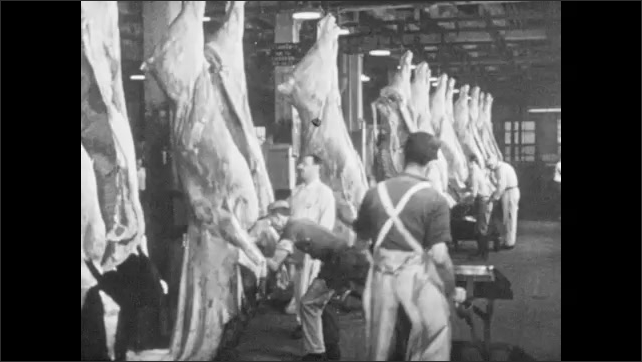 1950s: Drawing of meat plant with smoke stacks. Slaughtered cows hang ...