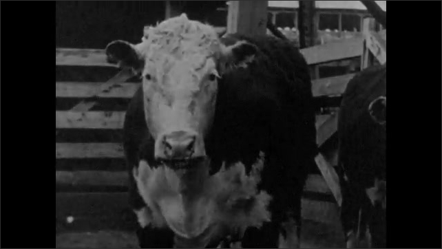 1950s: Cattle. Butcher prepares to cut hanging slab of meat. – Archival ...