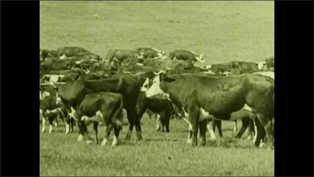 1930s: UNITED STATES: cow with branding on side. Cow with scar. Cows in ...