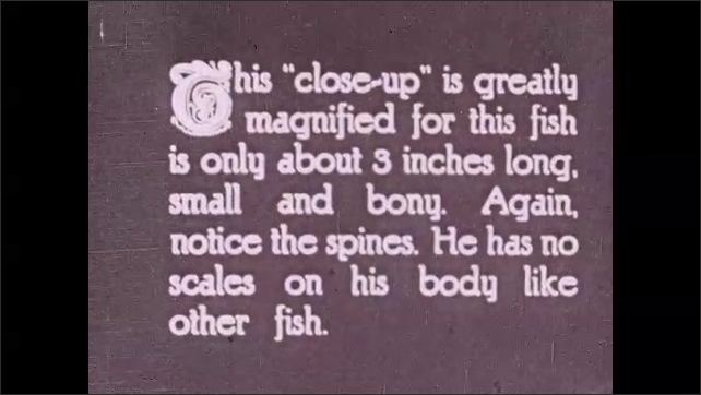 1930s: Two fish watch fish eat food. Title card. Stickleback fish ...
