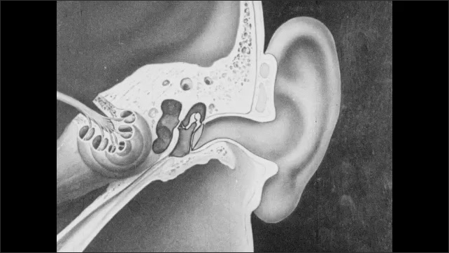 1930s: Animation, sound waves traveling through inner ear. Diagram of ...