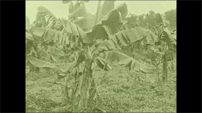 1930s: Fiji banana plantation with native people cutting bananas and ...
