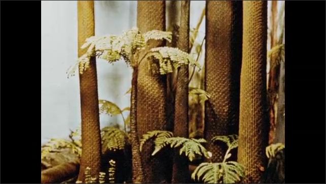 1950s: Amphibian crawls across swampy ground. Paleozoic forest of trees ...