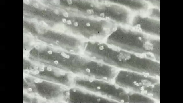 1930s: Root cells transform form bubbles in microscopic view ...