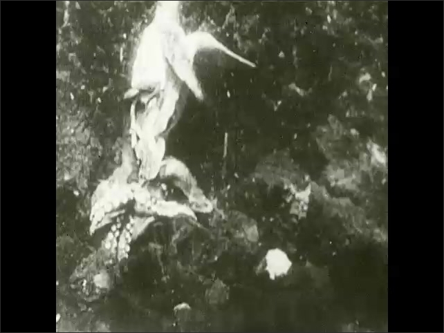 1930s: Octopus grabs sea turtle, sea turtle struggles and breaks free ...