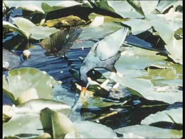 1950s: Bird stands on lily pads in swamp, eating food. – Archival Footage
