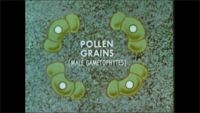 1960s: Animation of pollen microspores with labels. – Archival Footage