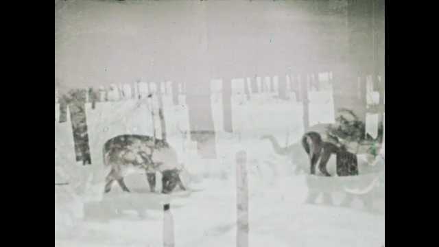 1950s: Drawings of prehistoric animals, wooly rhinos and mastodons ...