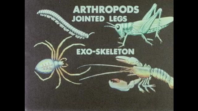 1960s: Illustration of arthropods with jointed legs: millipede ...