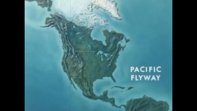 1960s: Ducks in water. Map of North America, lines appear. Duck in ...