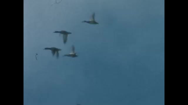 1960s: Flock of birds flying over water. Ducks in water. Map of North ...